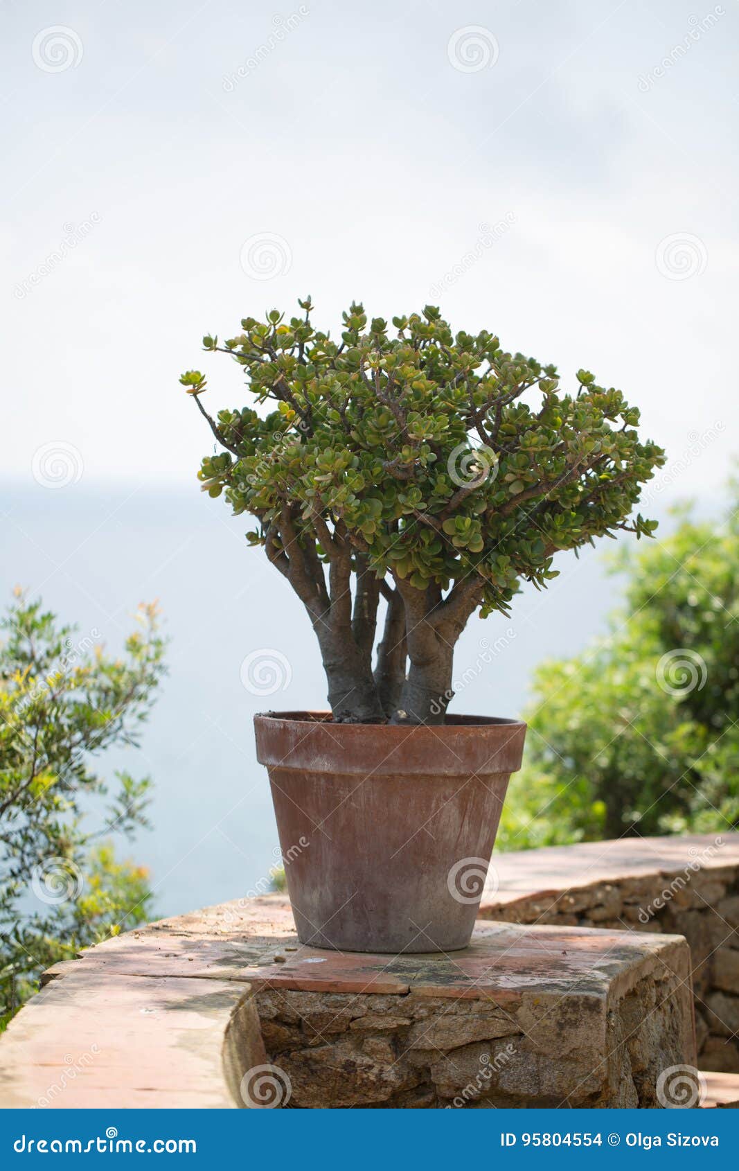 Green Tree in a Pot on the Nature Stock Photo - Image of cultivate ...