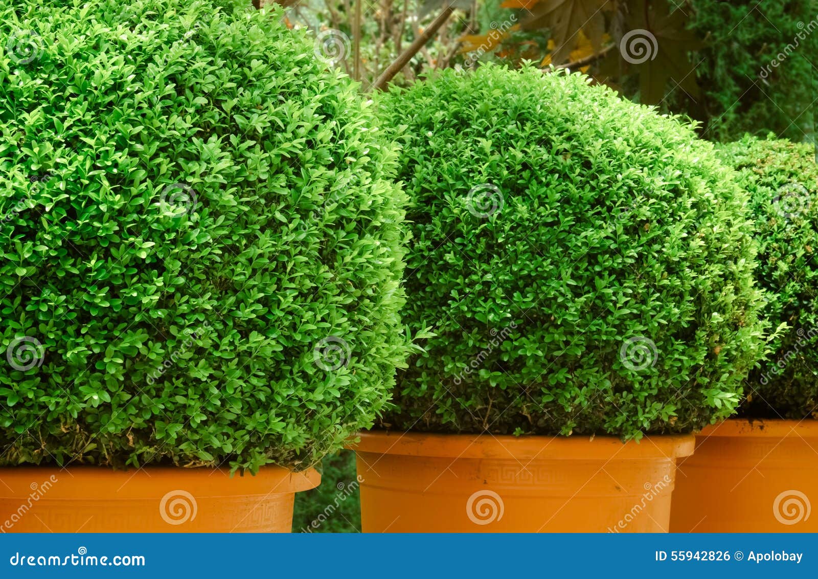 Green tree in pot stock photo. Image of beautiful, growth - 55942826