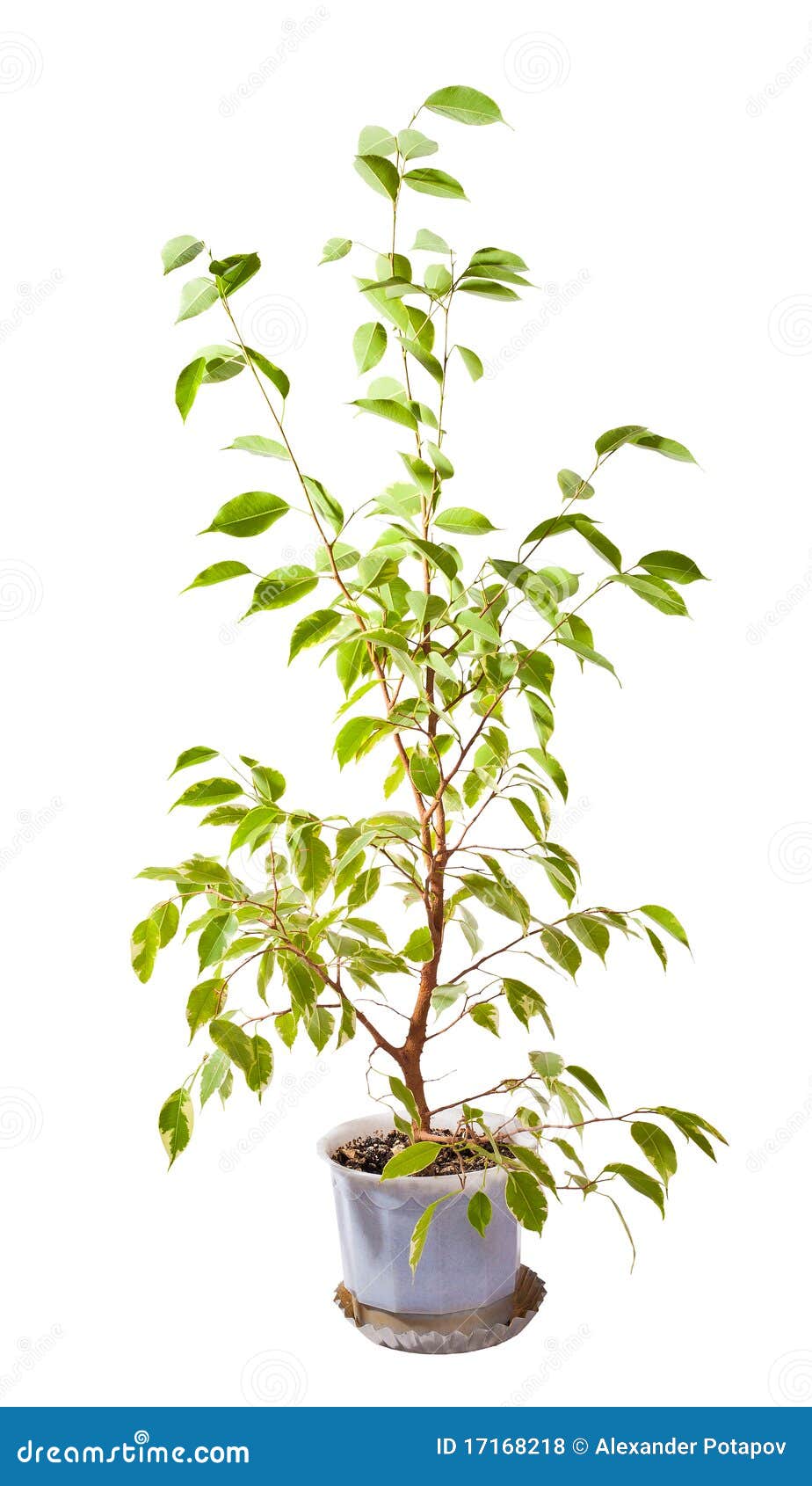 Green tree in pot on white stock photo. Image of trunk - 17168218