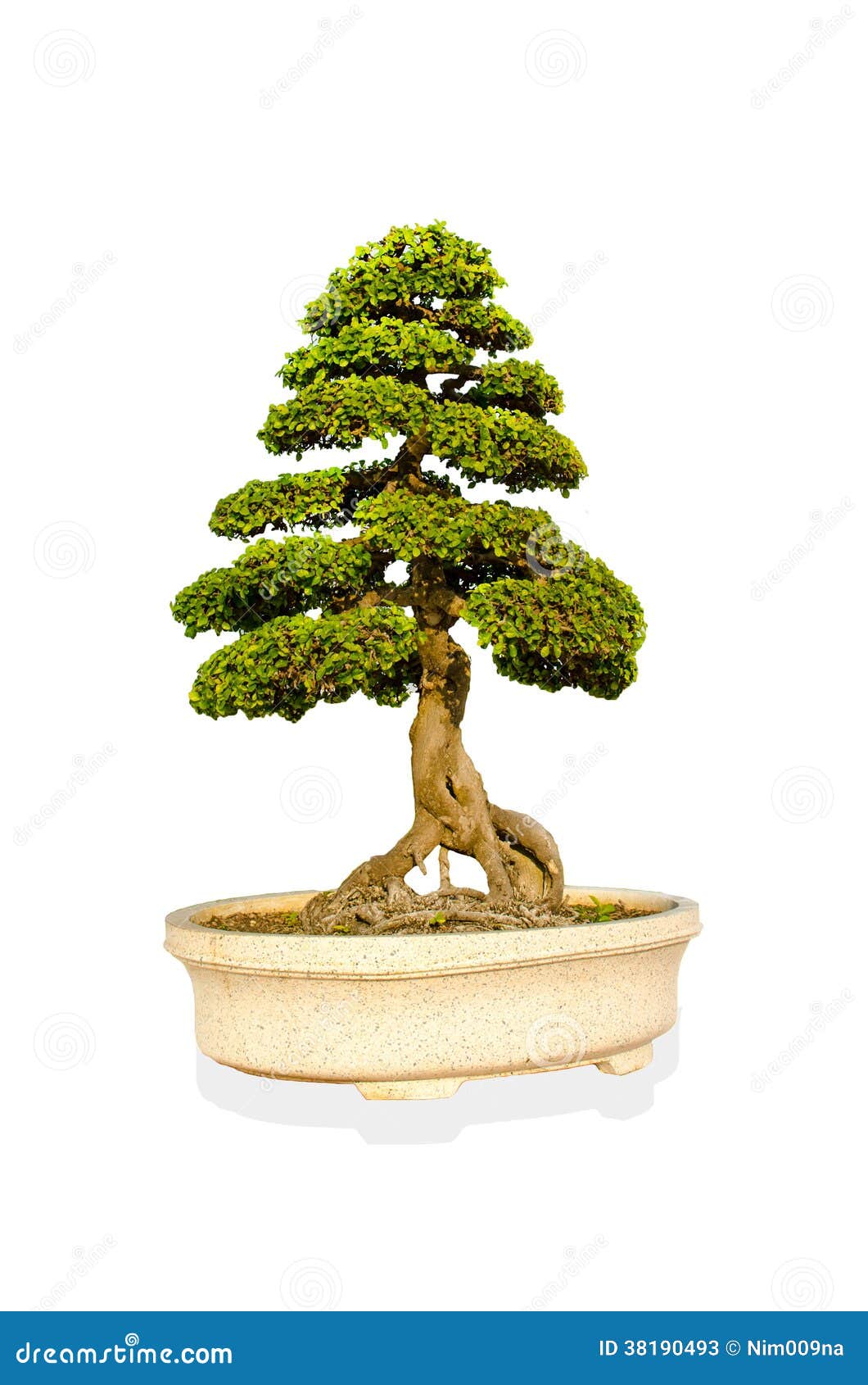 Green Tree in Pot on White Background. Stock Image - Image of common ...