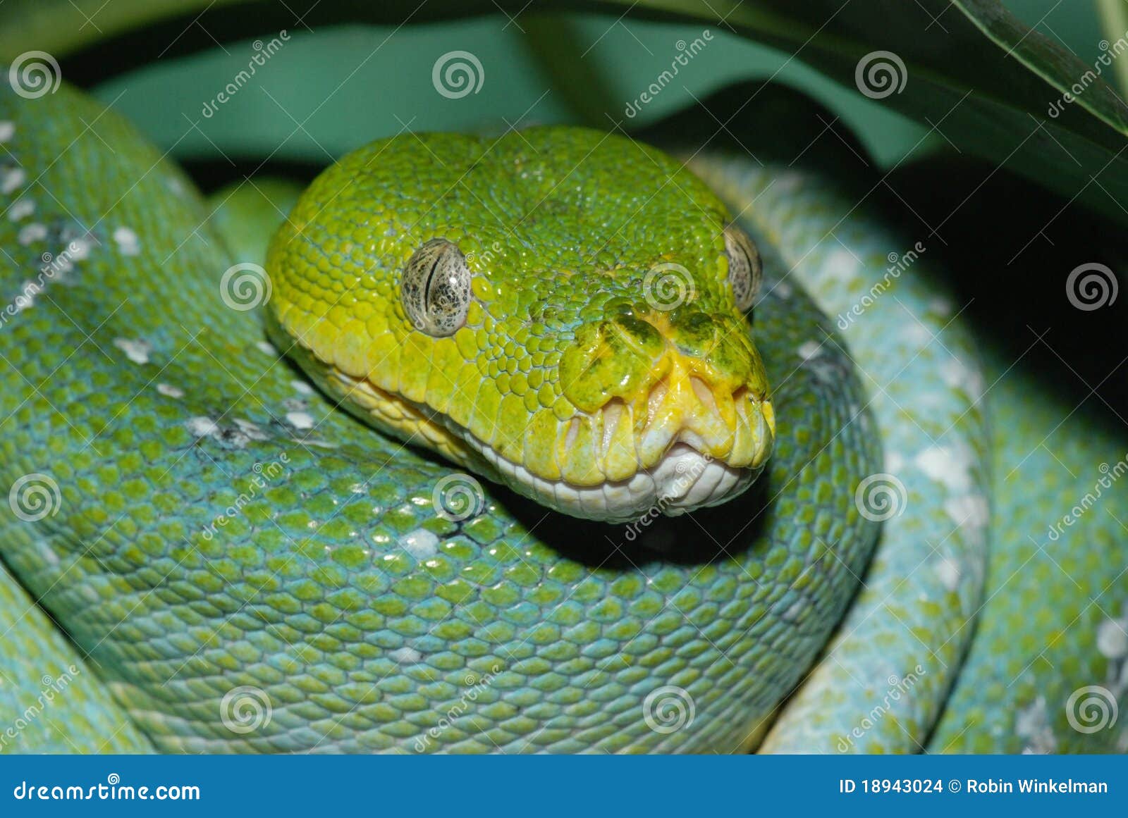 Green tree python stock photo. Image of tree, scales - 18943024