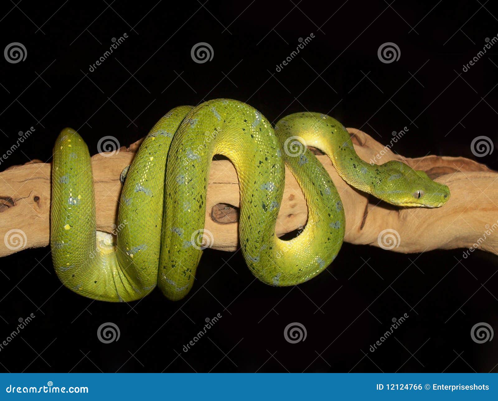 Green Tree Python 8 stock photo. Image of scales, blue - 12124766