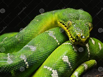 Green Tree Python stock image. Image of animals, venomous - 39038295