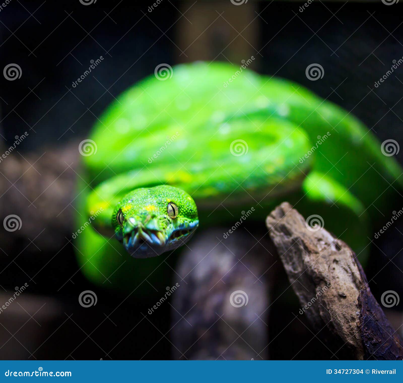Green Tree Python stock photo. Image of fear, danger - 34727304