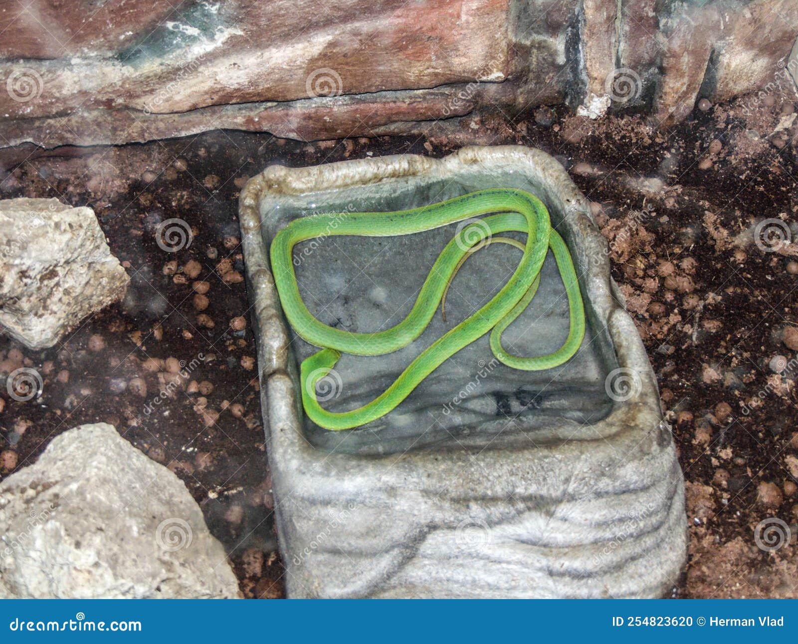 Green Tree Python (Chondropython Viridis) Snake Stock Photo - Image of ...