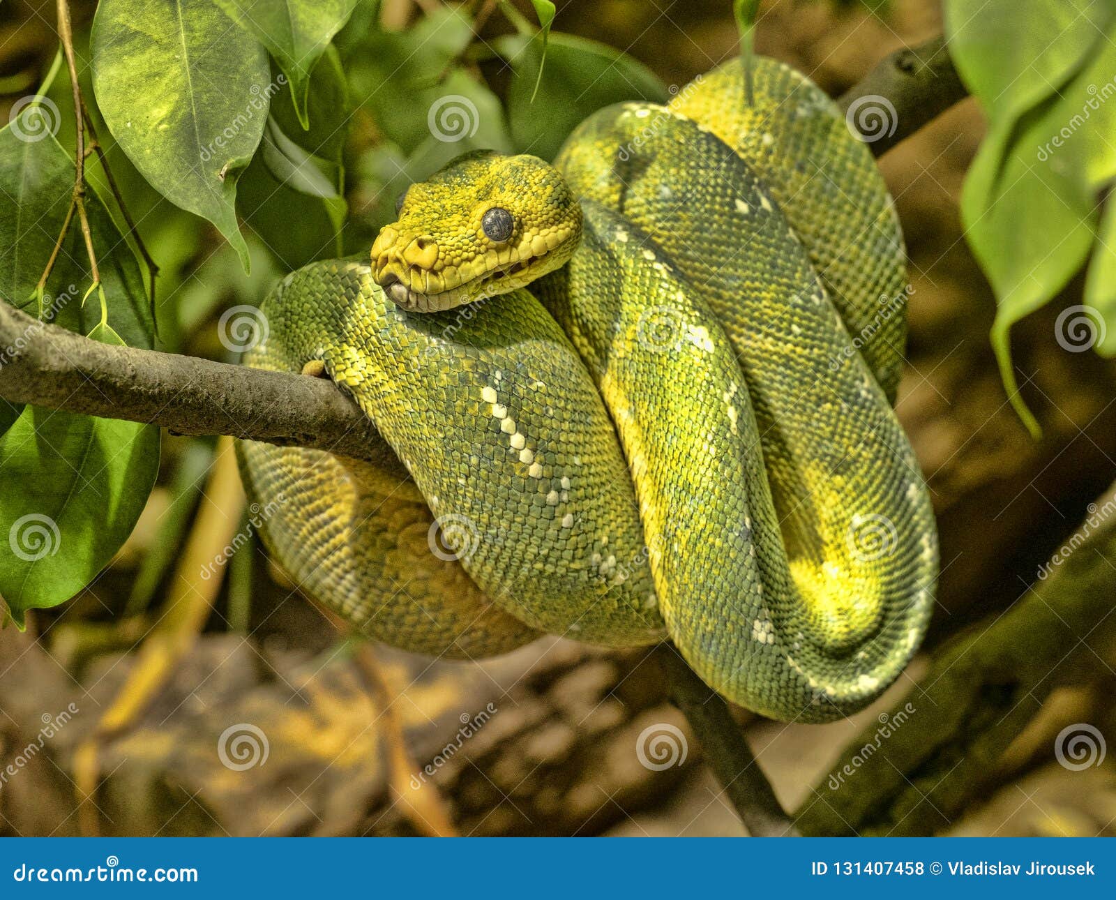 Green Tree Python, Chondropython Viridis in a Typical Position, Twisted ...