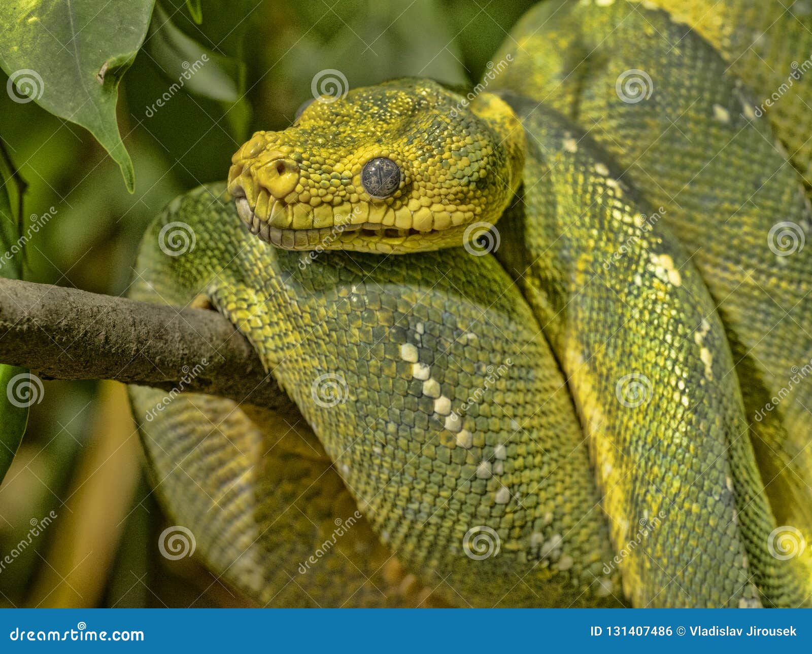 Green Tree Python, Chondropython Viridis in a Typical Position, Twisted ...