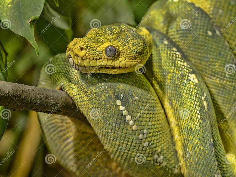Green Tree Python, Chondropython Viridis in a Typical Position, Twisted ...