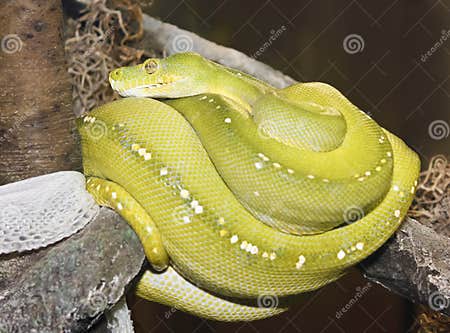A Green Tree Python Coiled after Shedding Stock Image - Image of ...