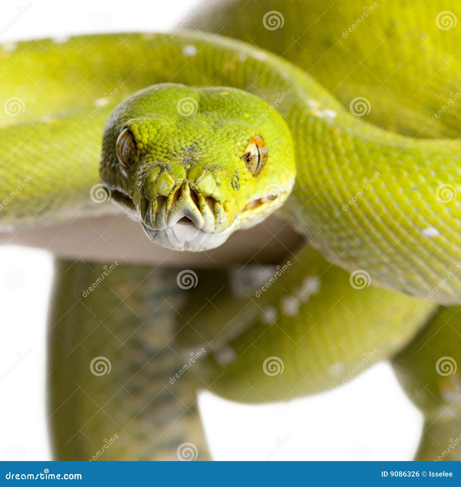 Python, Morelia Spilota Variegata Royalty-Free Stock Photo ...