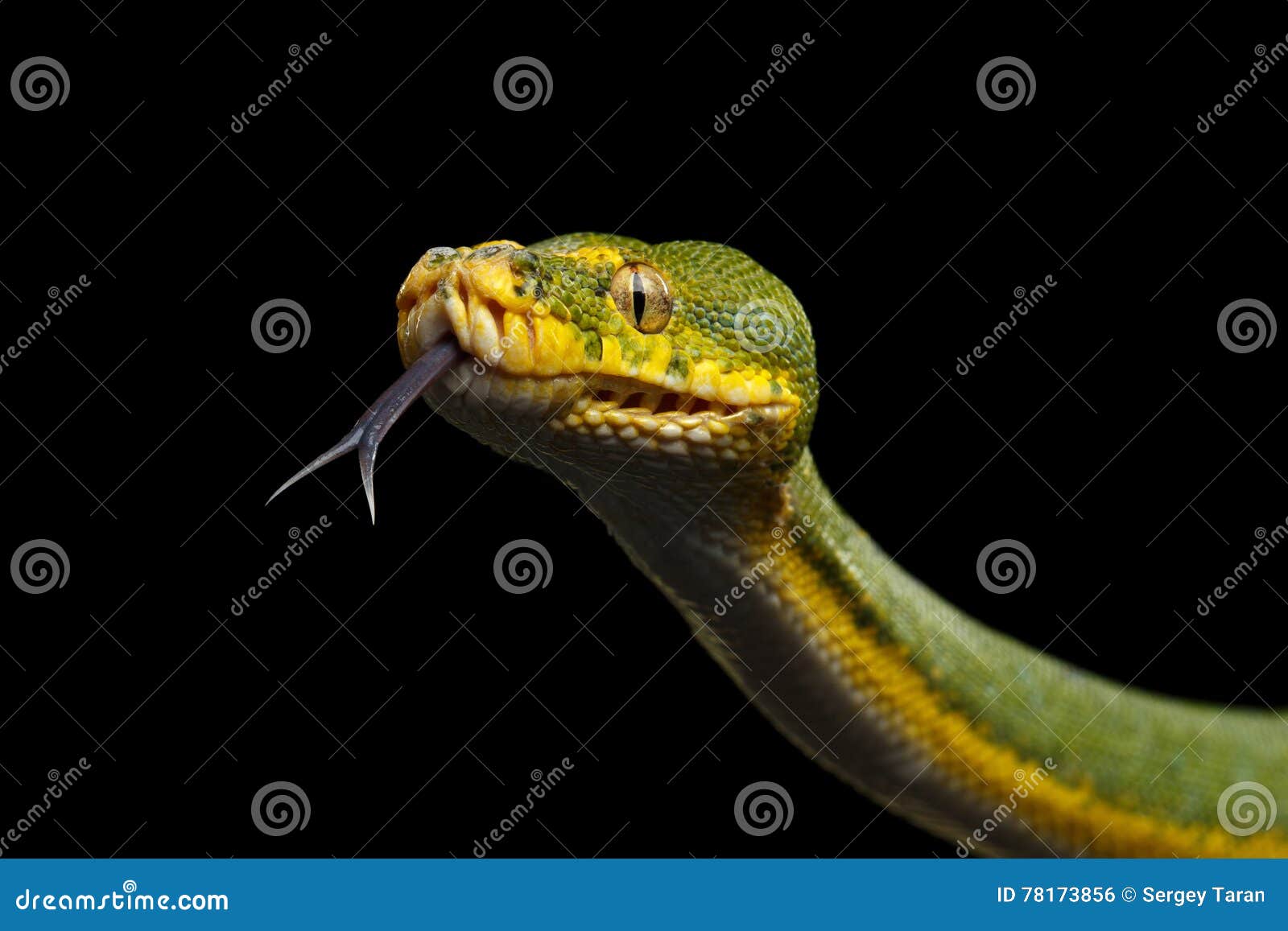 269,046 Background Black Green Tree Stock Photos - Free & Royalty-Free ...