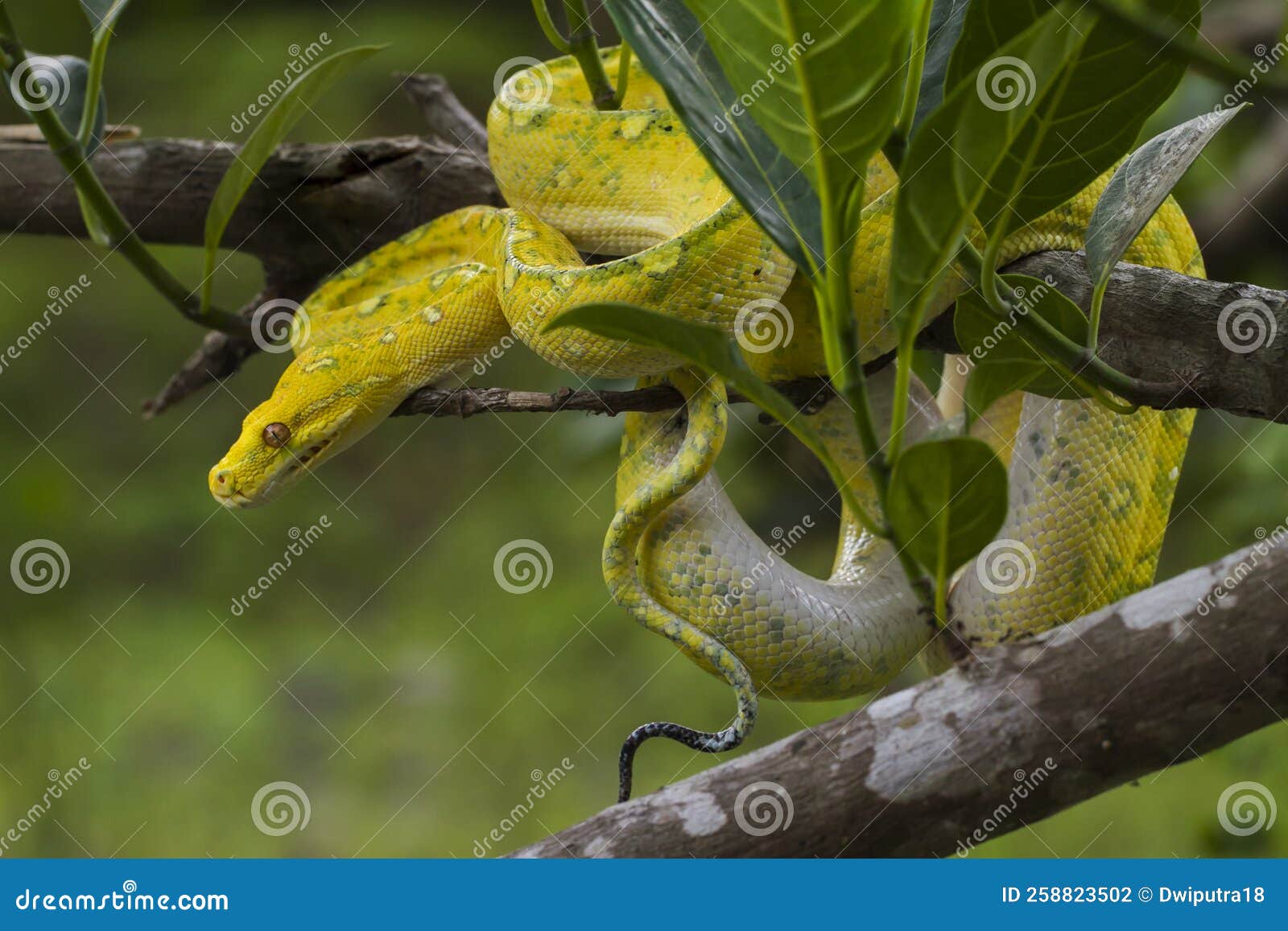 Green Tree Python Morelia Viridis on Tree Branch Yellow Color Skin ...