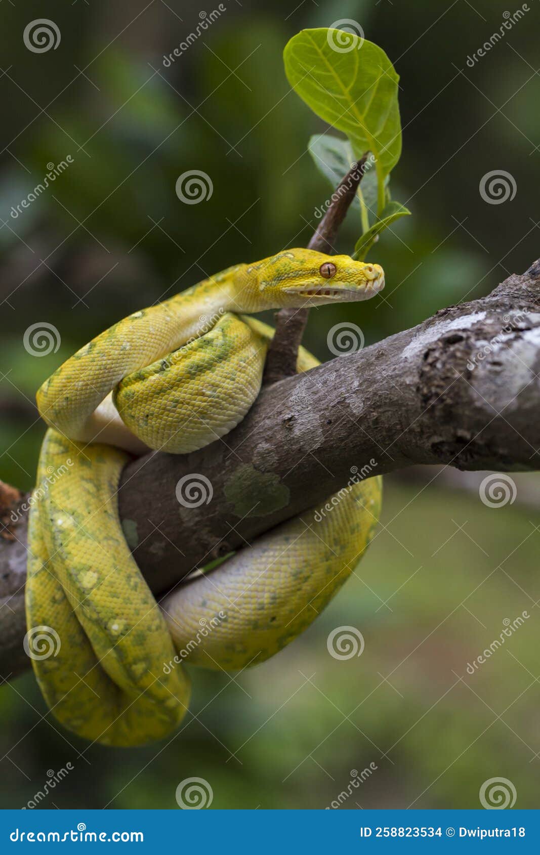 Green Tree Python Morelia Viridis on Tree Branch Yellow Color Skin ...