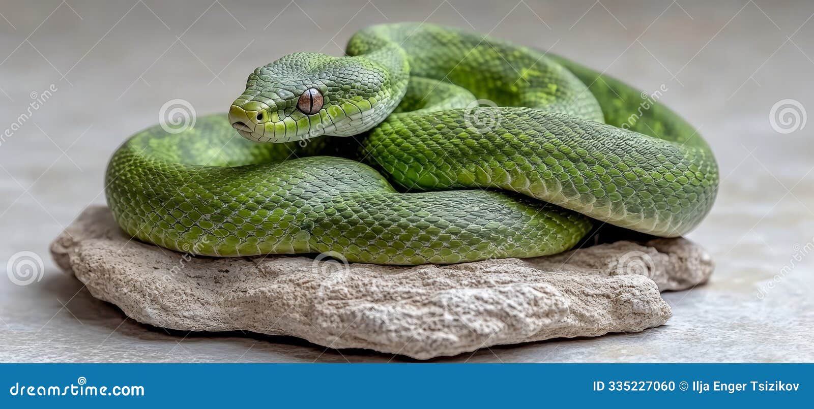 Green Tree Python on a Rock, Vibrant Reptile Known for Beauty a Symbol ...