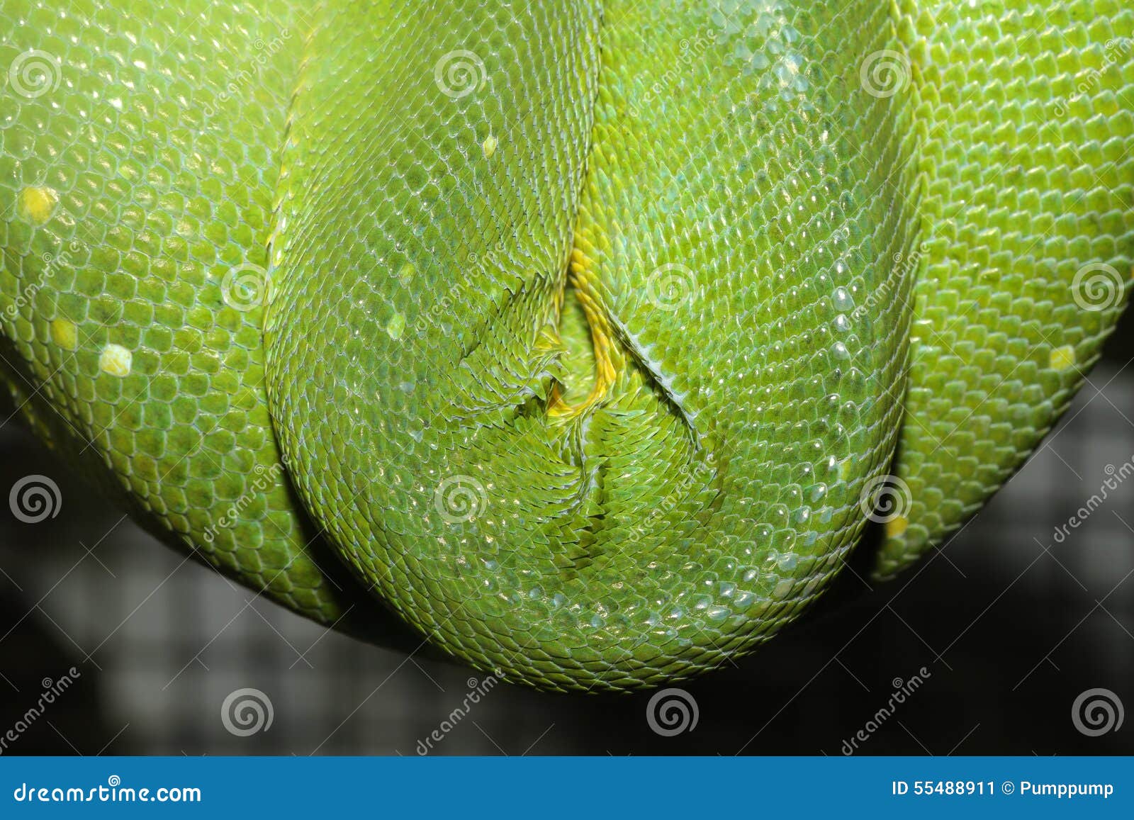 Green tree python skin stock image. Image of macro, head - 55488911