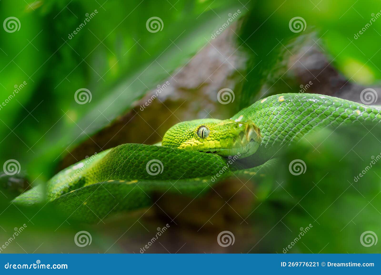 Green tree python stock image. Image of head, color - 269776221