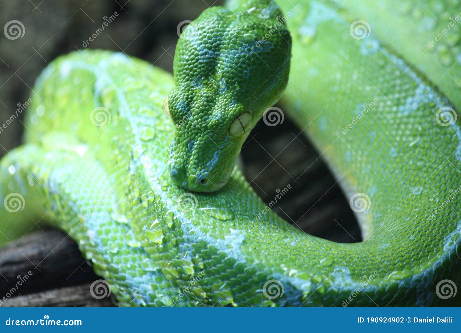 Green Tree Python in the Terrarium in Germany Stock Photo - Image of ...