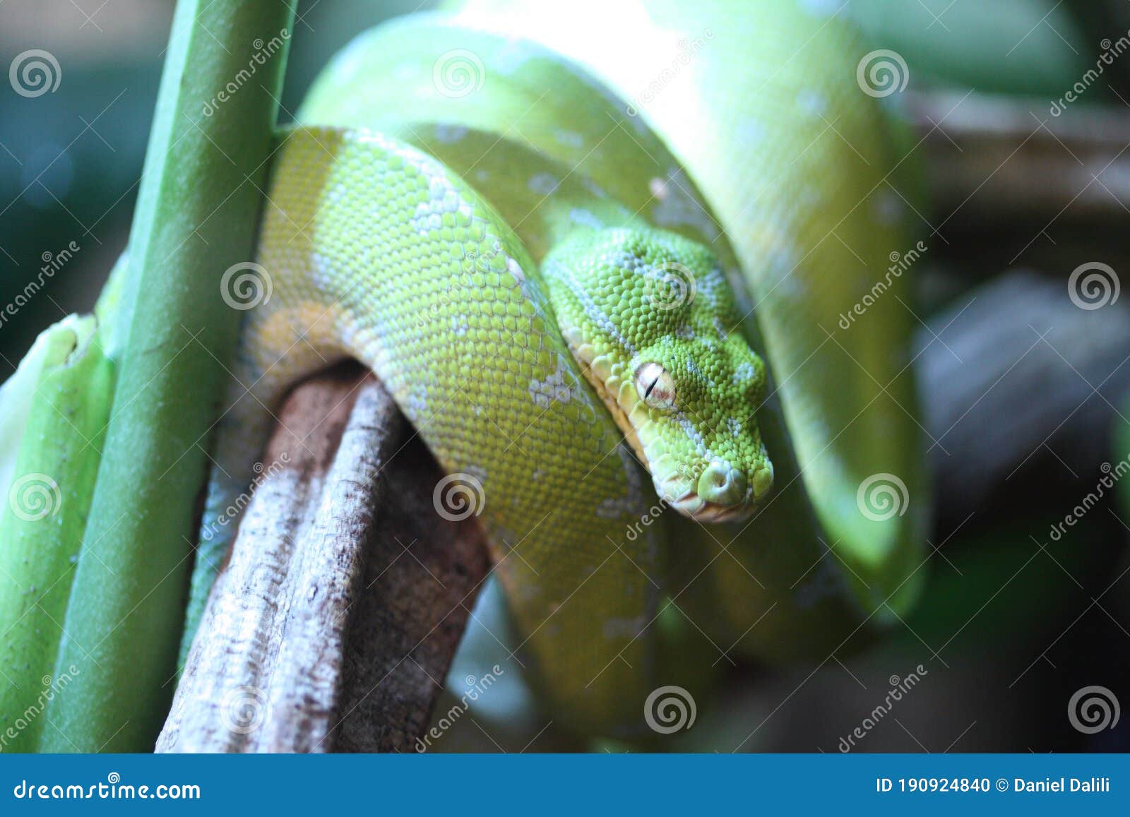 Green Tree Python in the Terrarium in Germany Stock Photo - Image of ...