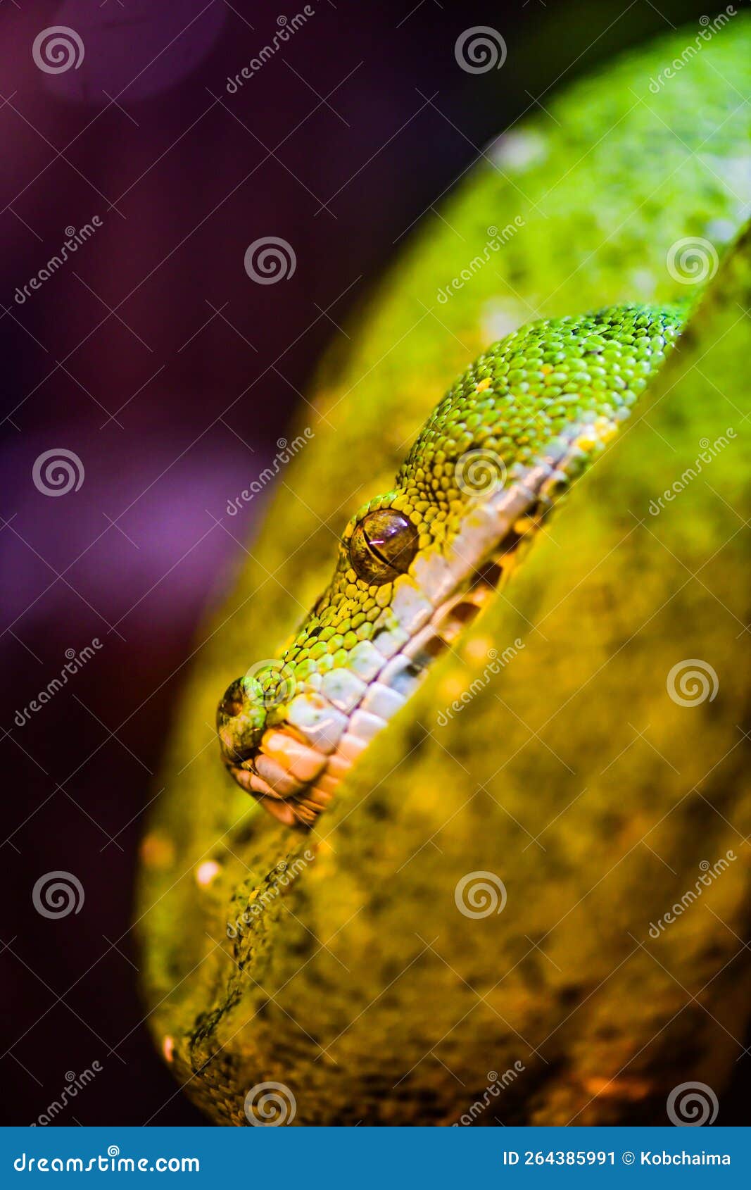 Green tree python on tree stock image. Image of texture - 264385991