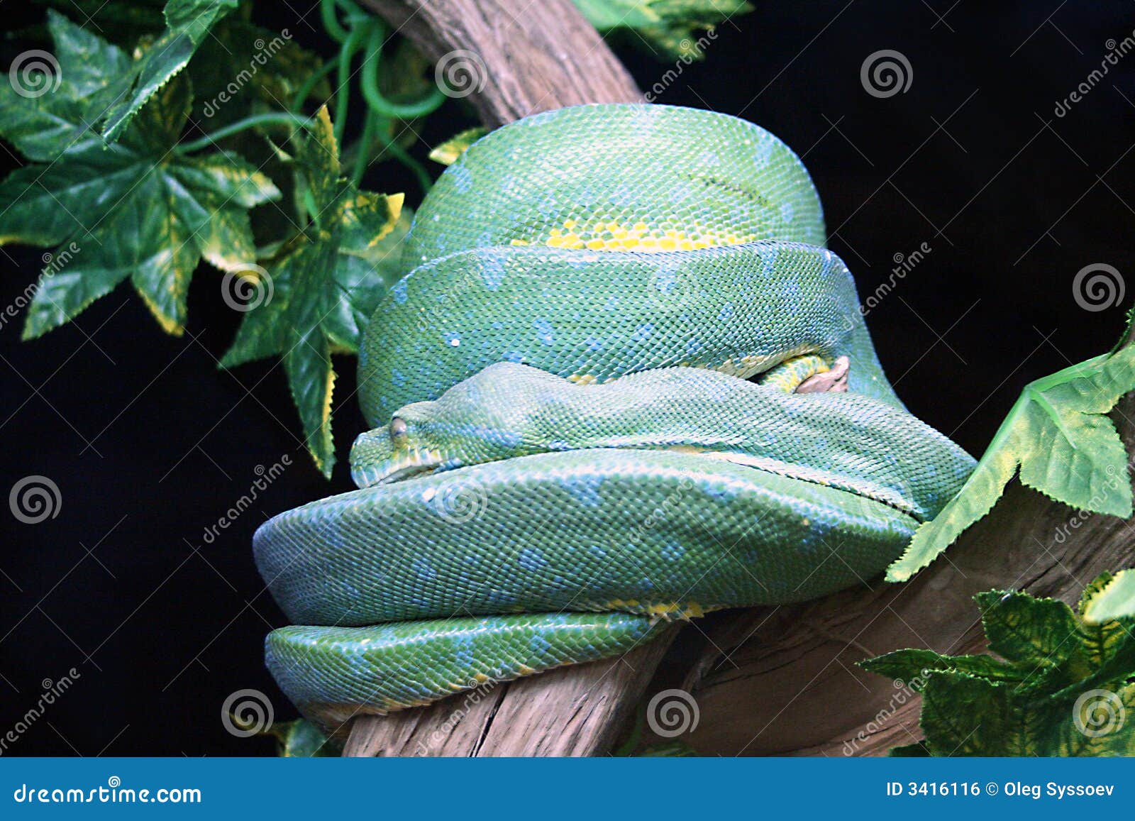 Green Tree Python in the Zoo Stock Photo - Image of green, tropic: 3416116