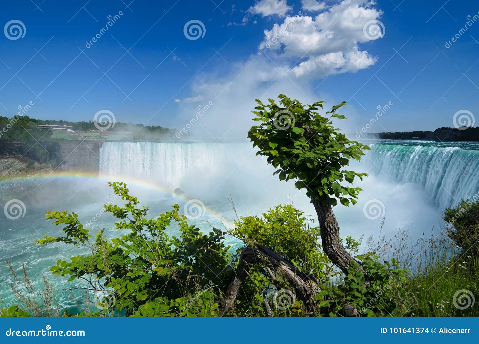 Green Tree, Rainbow and Niagara Falls Editorial Stock Image - Image of ...