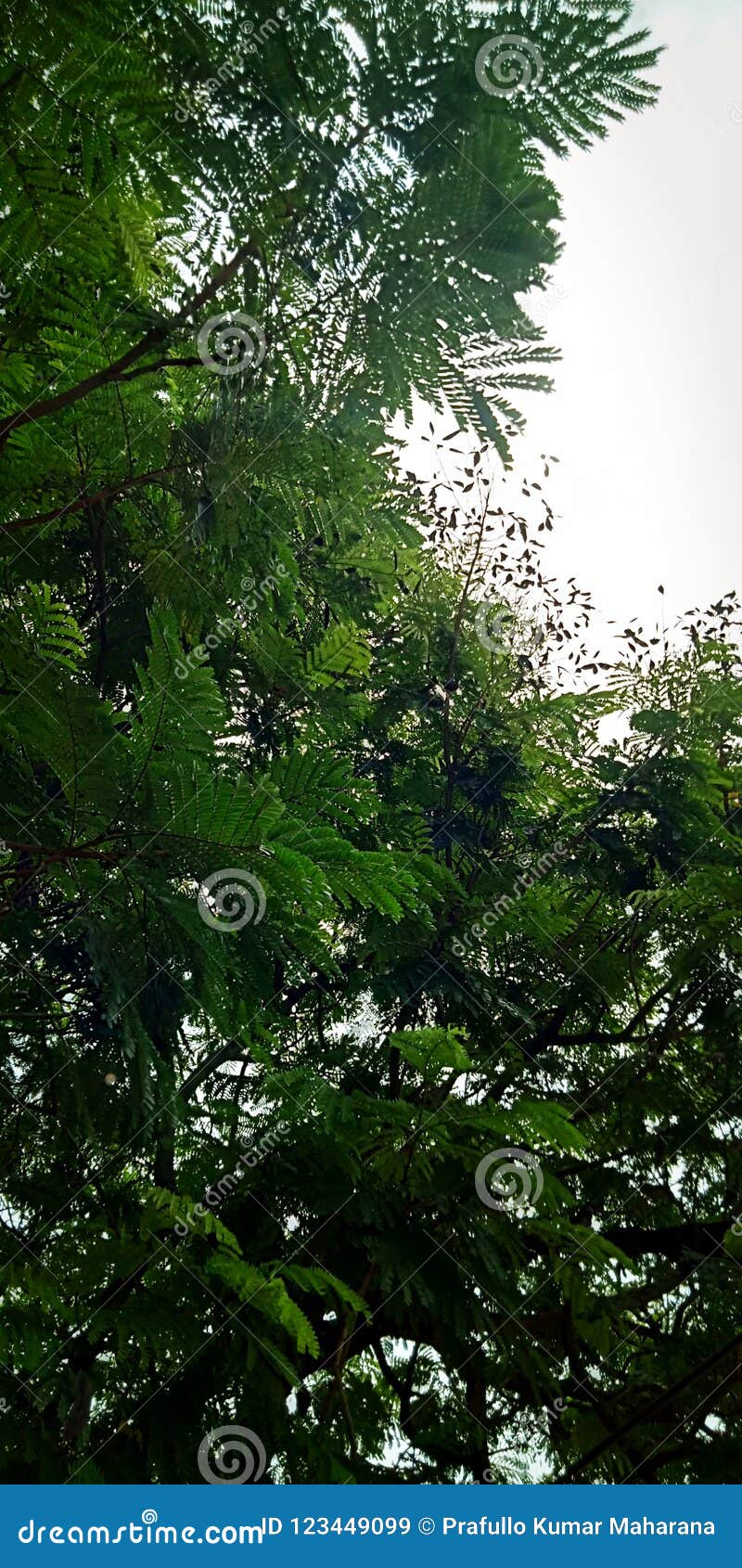 Green tree after rainfall stock image. Image of beautiful - 123449099