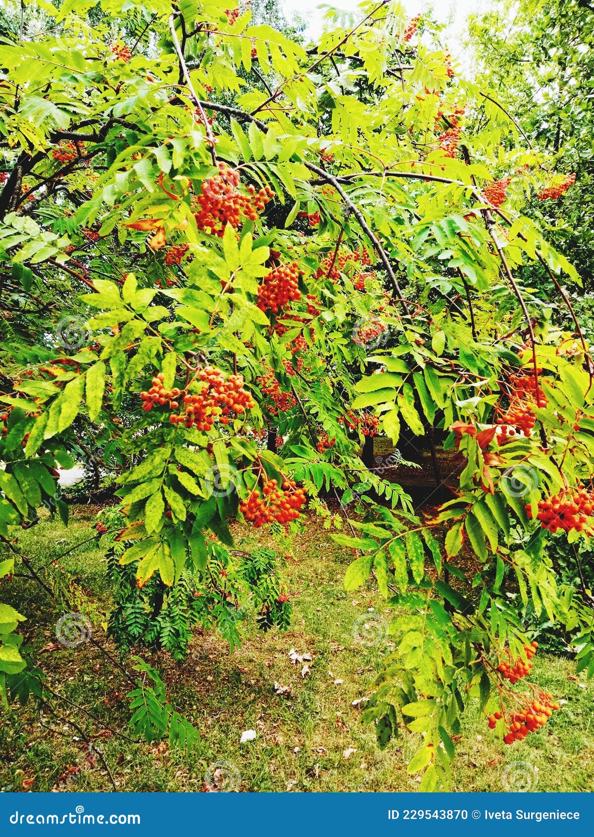 Green Tree with Red Berry at Park Stock Photo - Image of berry, garden ...