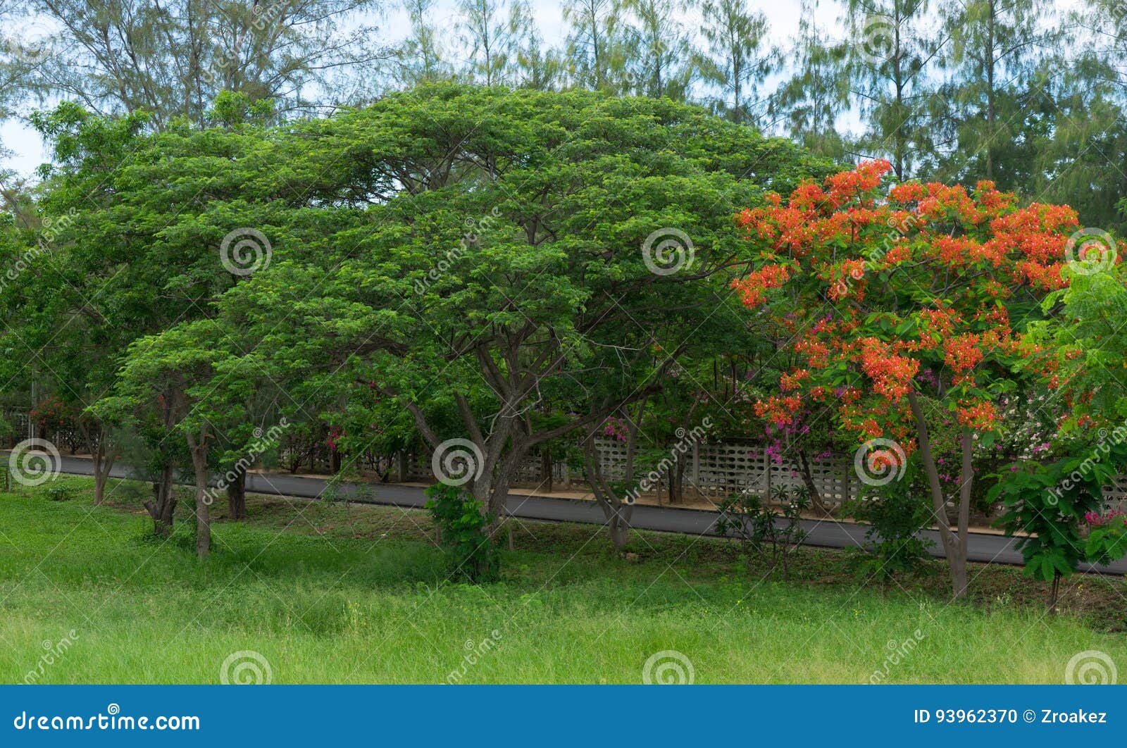 Green tree stock photo. Image of natural, foliage, season - 93962370