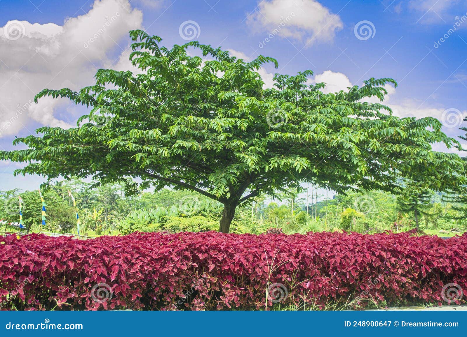 Green Tree among the Red Plants Stock Image - Image of wildflower ...