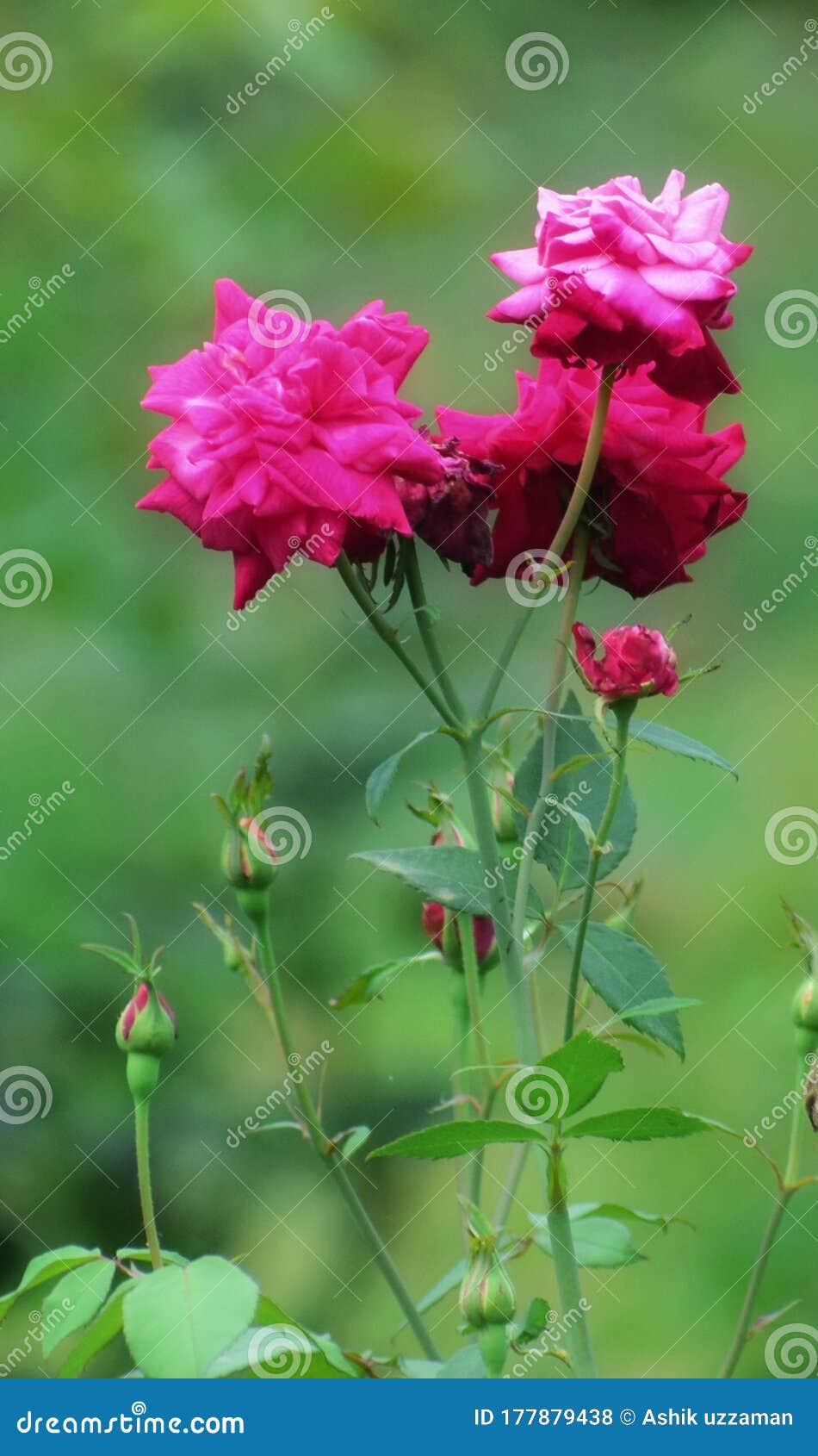 Green tree with red rose stock photo. Image of tree - 177879438