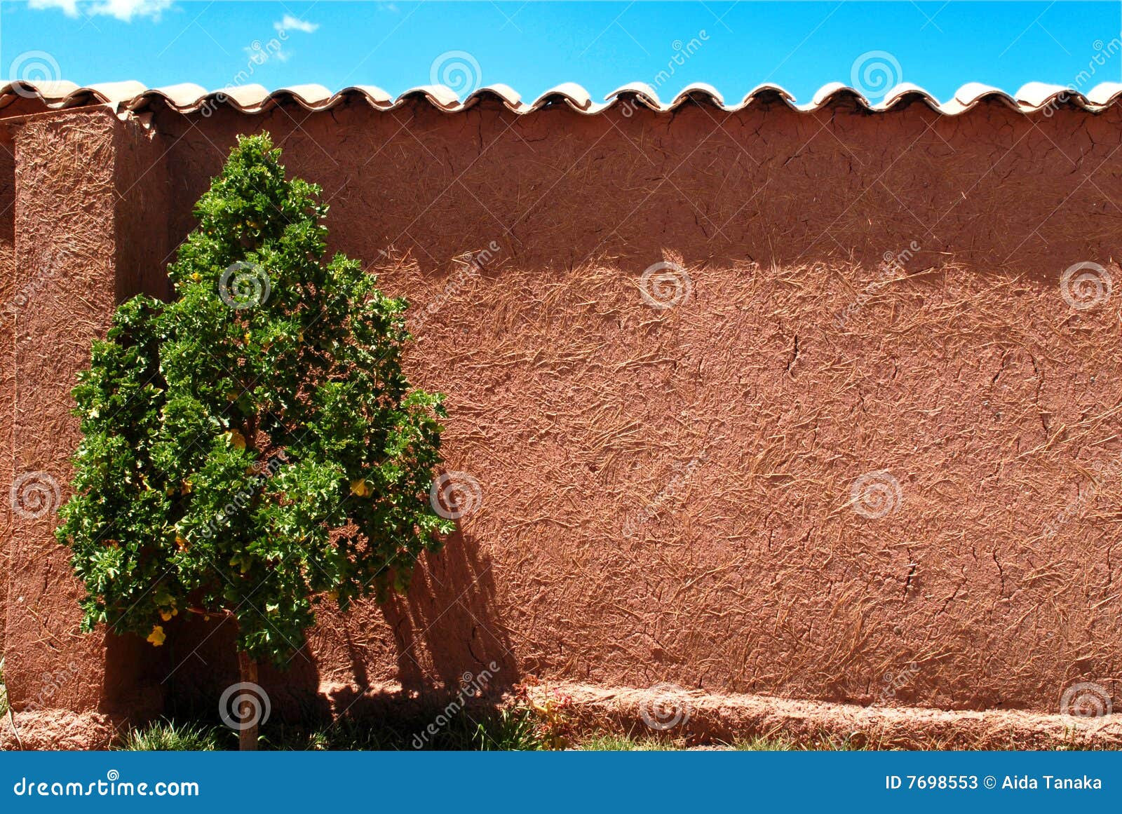 Green tree & Red Wall stock image. Image of green - 7698553