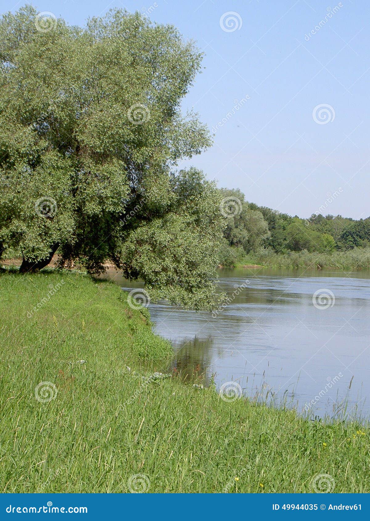 Green tree on a river Bank stock image. Image of ancient - 49944035