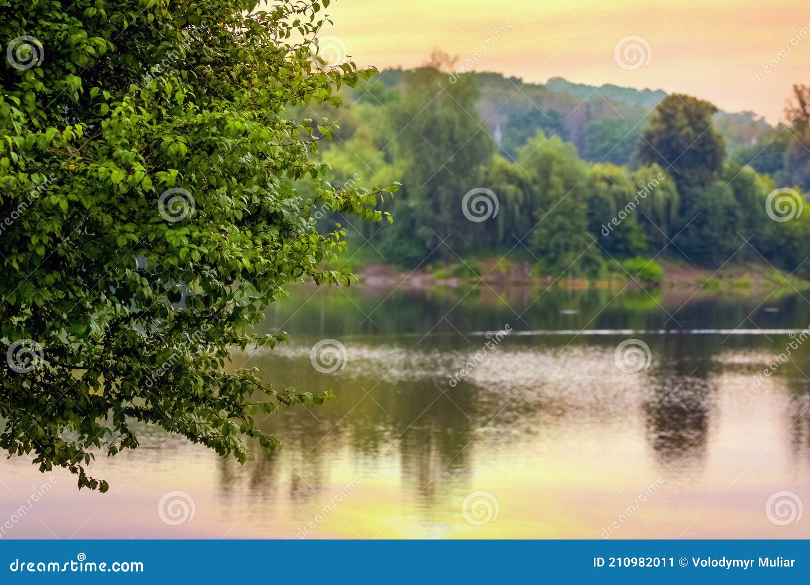 Green Tree by the River at Sunset, Trees Reflected in the River Water ...