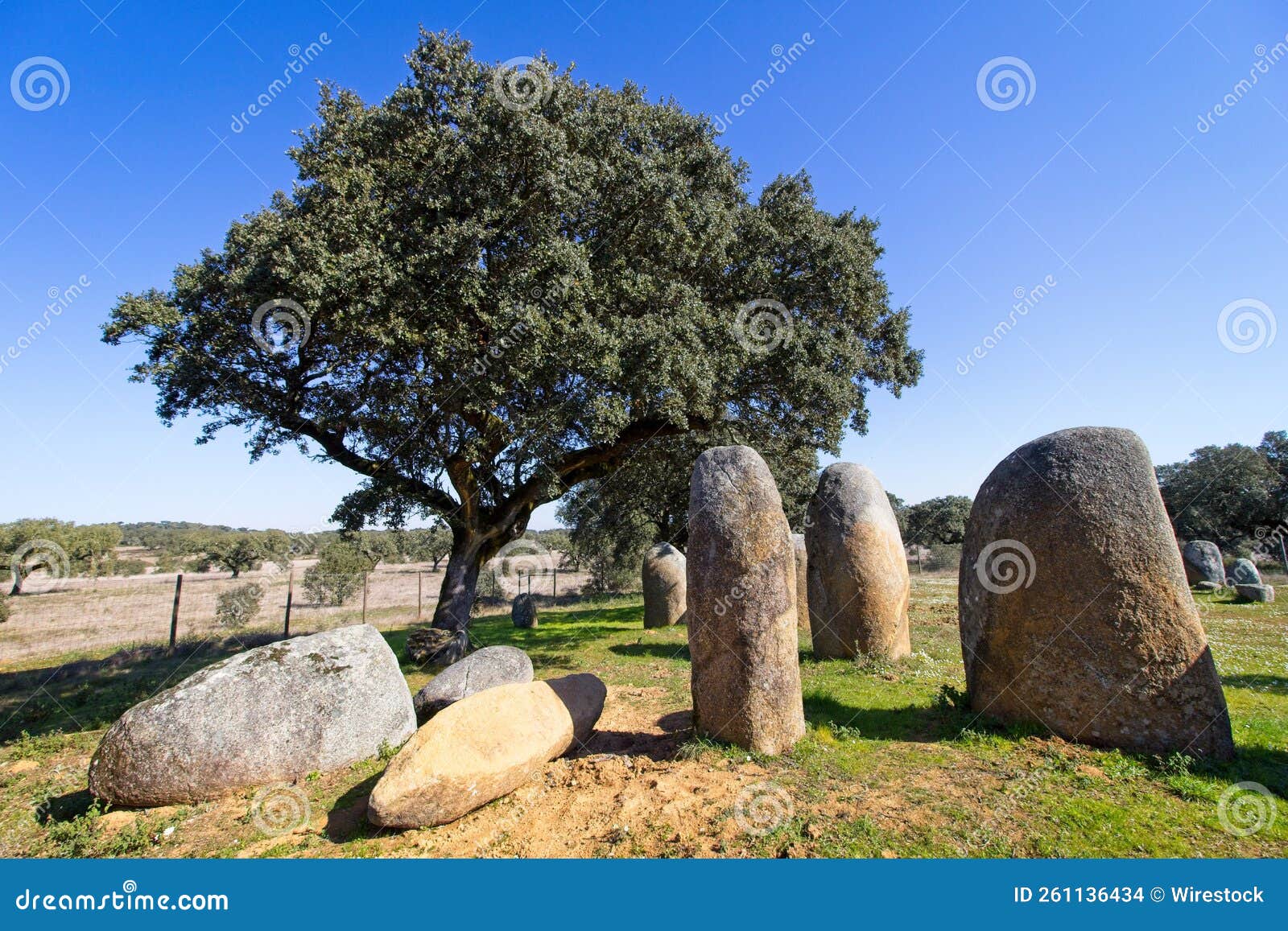 Green Tree with Rocks in the Field Stock Photo - Image of countryside ...