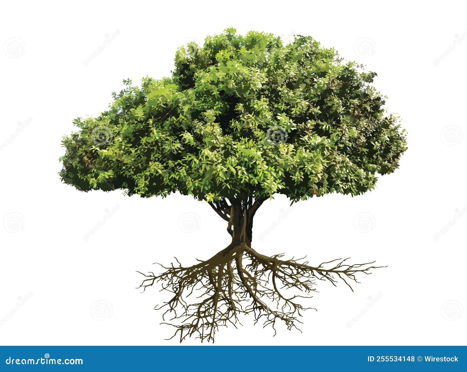 Green Tree with Roots Isolated on White Background. Tree Sample for ...