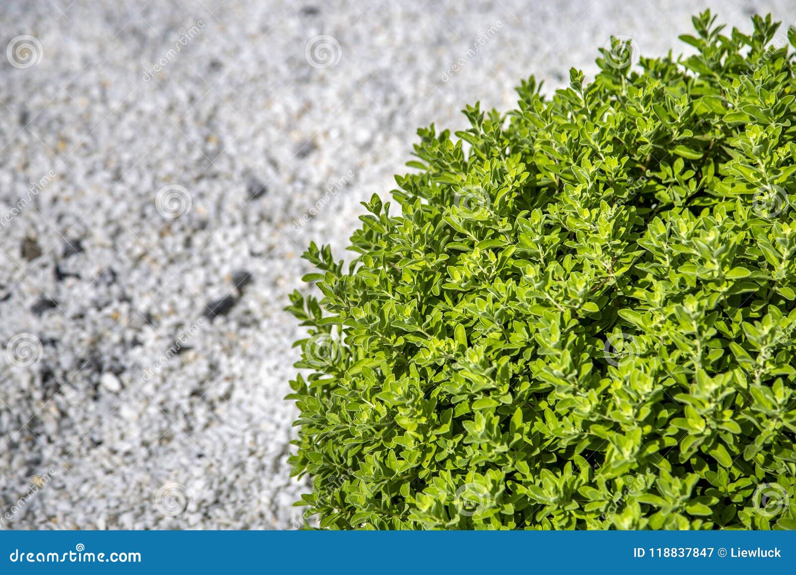 Tree Round Shape Stock Photos - Royalty Free Images