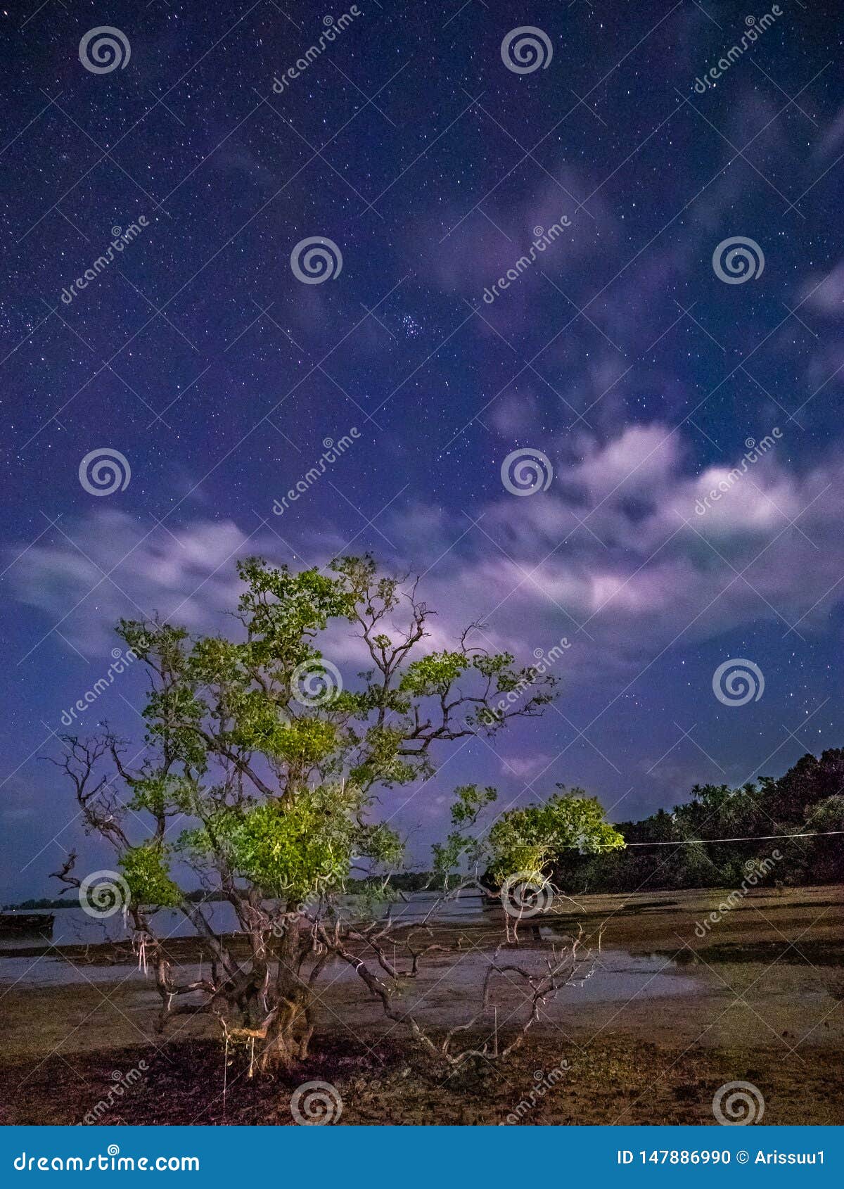 Green Tree with Night Sky Background Stock Photo - Image of color ...