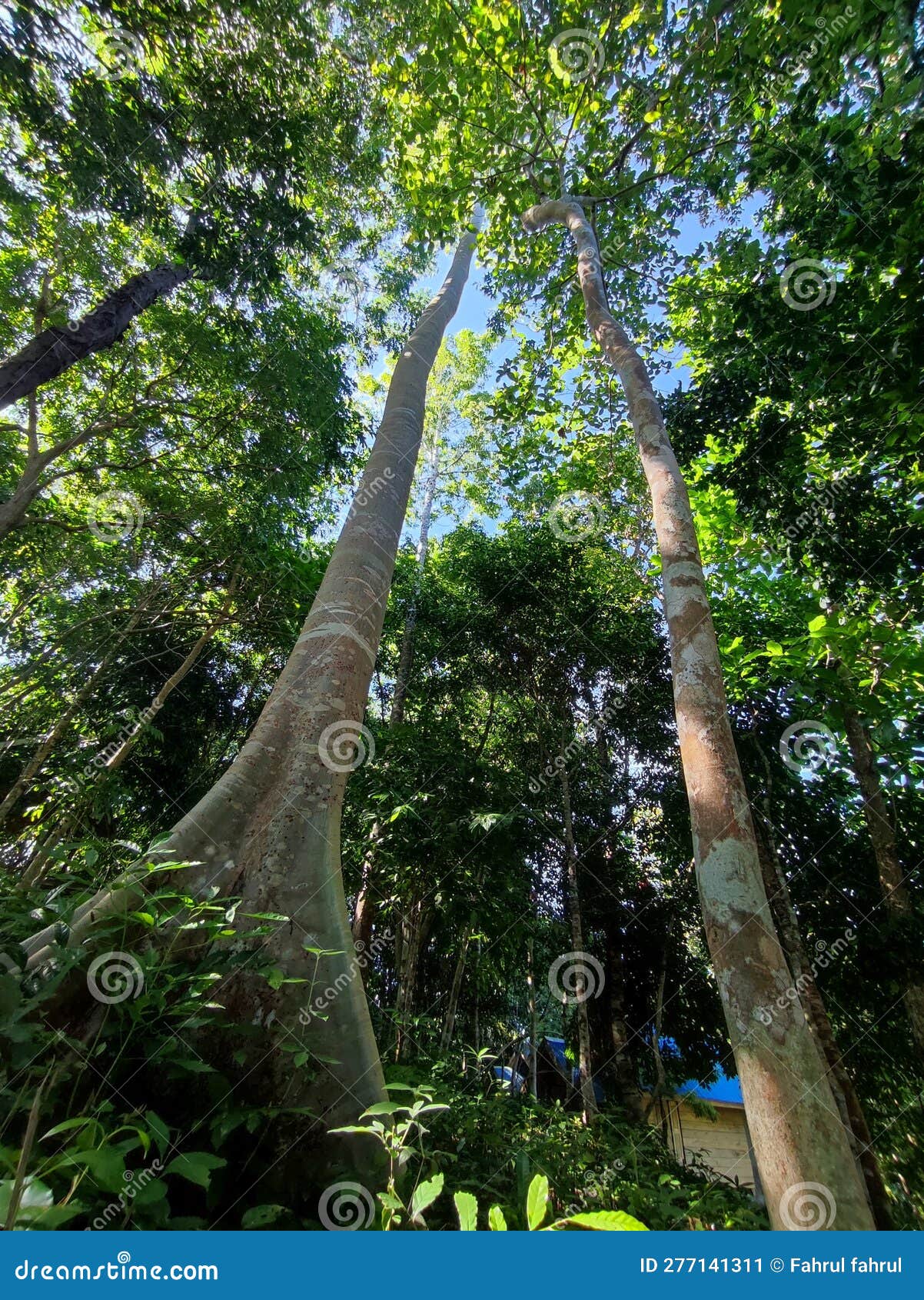 Green Tree Seen from Below in Forest Stock Image - Image of sunlight ...