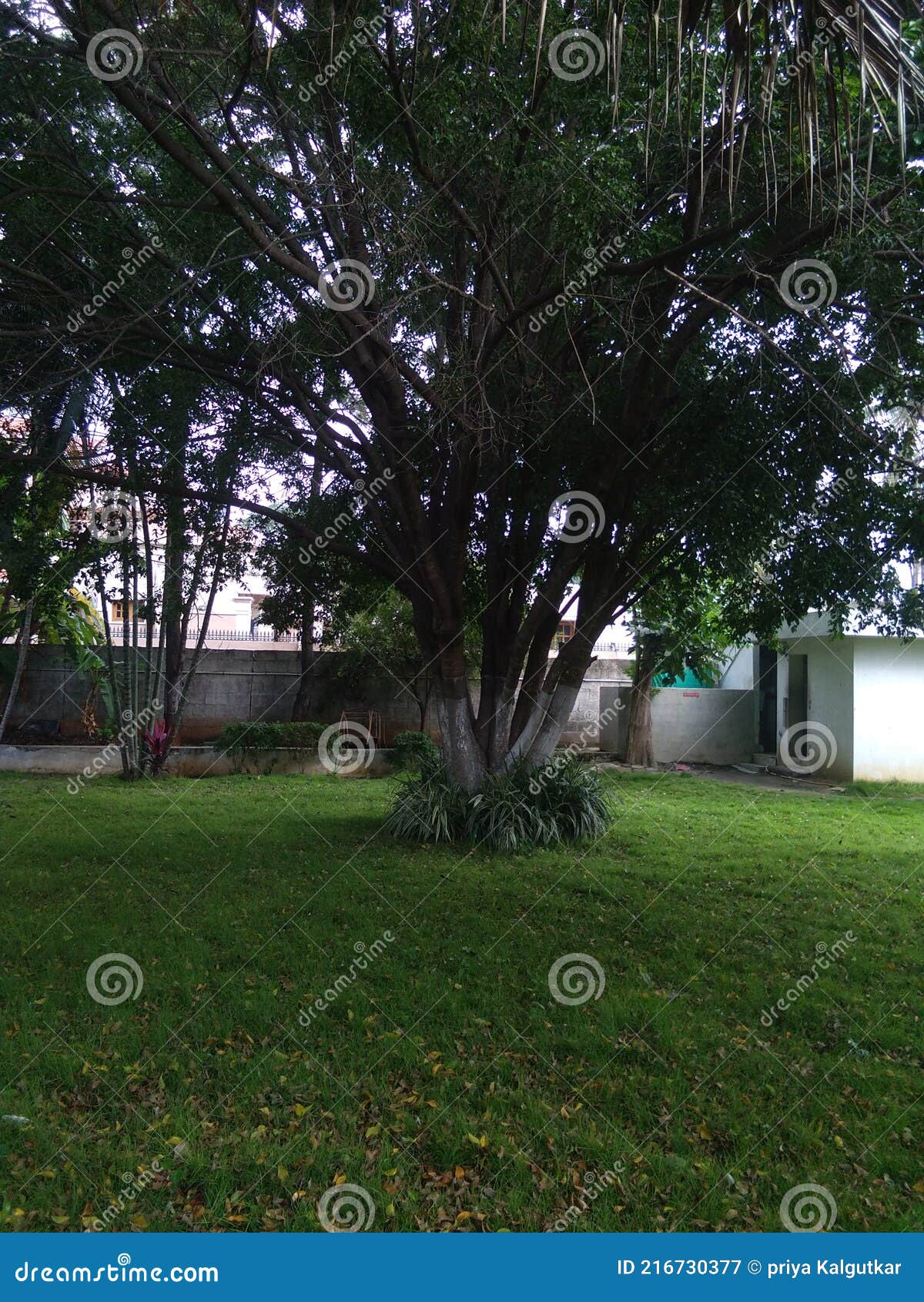 Green Tree Shadow on Green Grass Stock Image - Image of garden ...