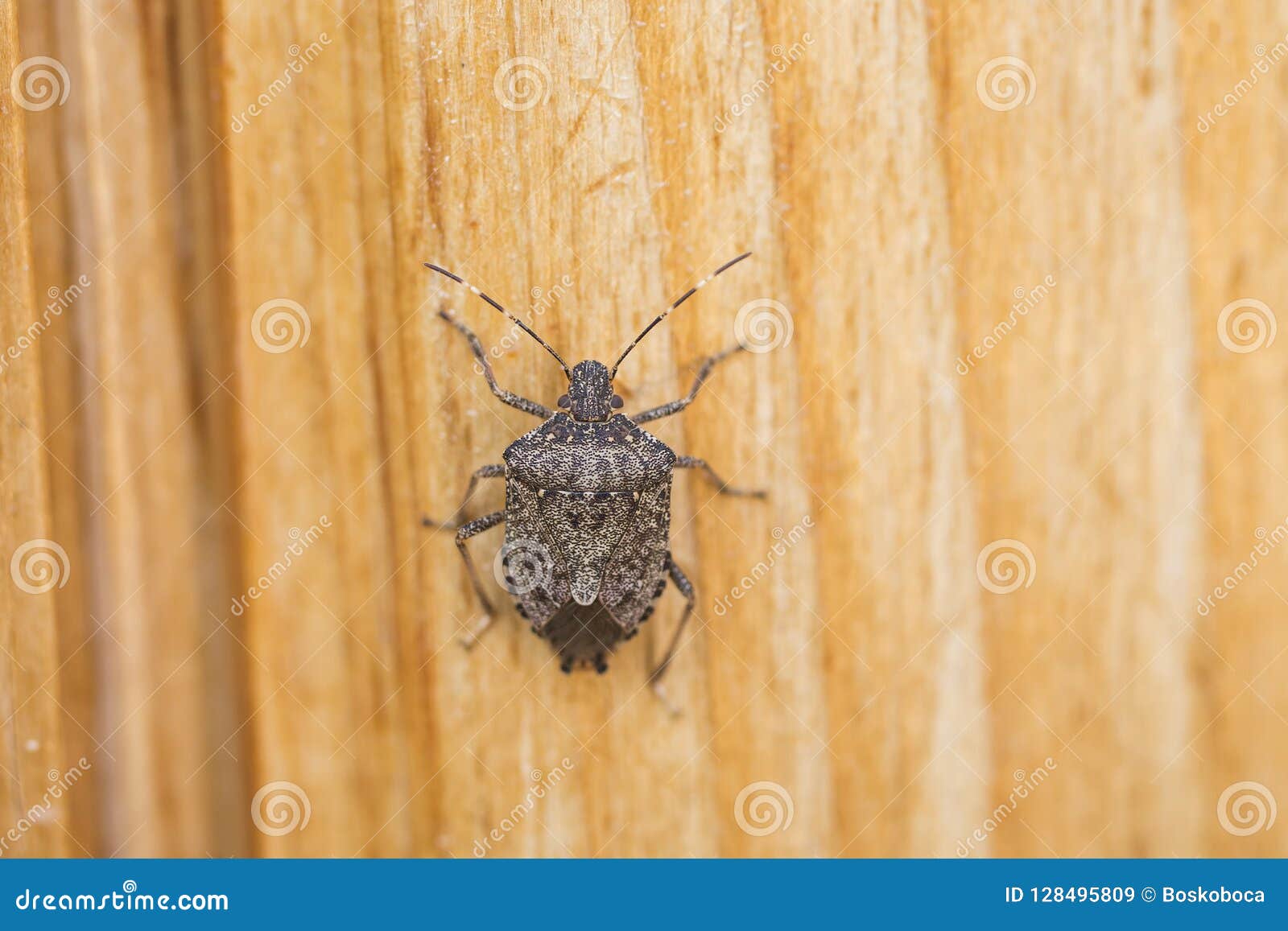 Green tree shield stock image. Image of macro, adult - 128495809