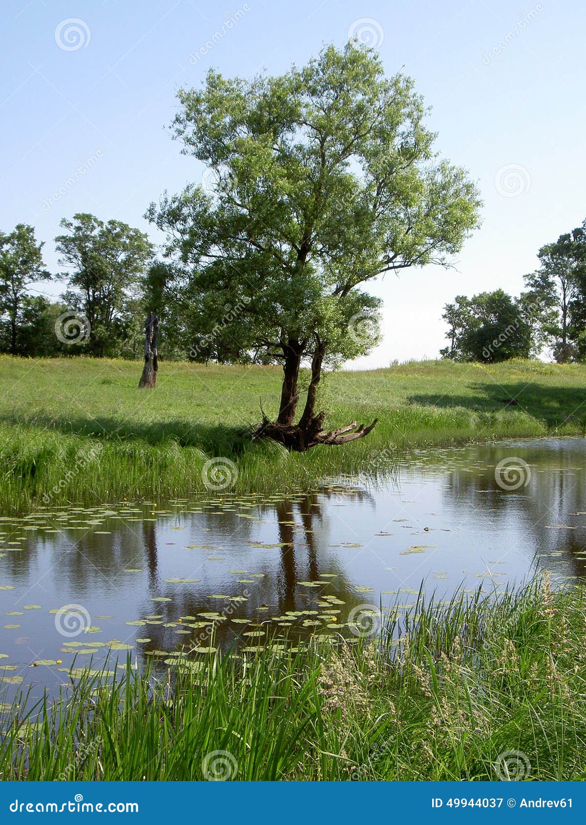 Green Tree on the Shore of a Beautiful Pond Stock Image - Image of ...