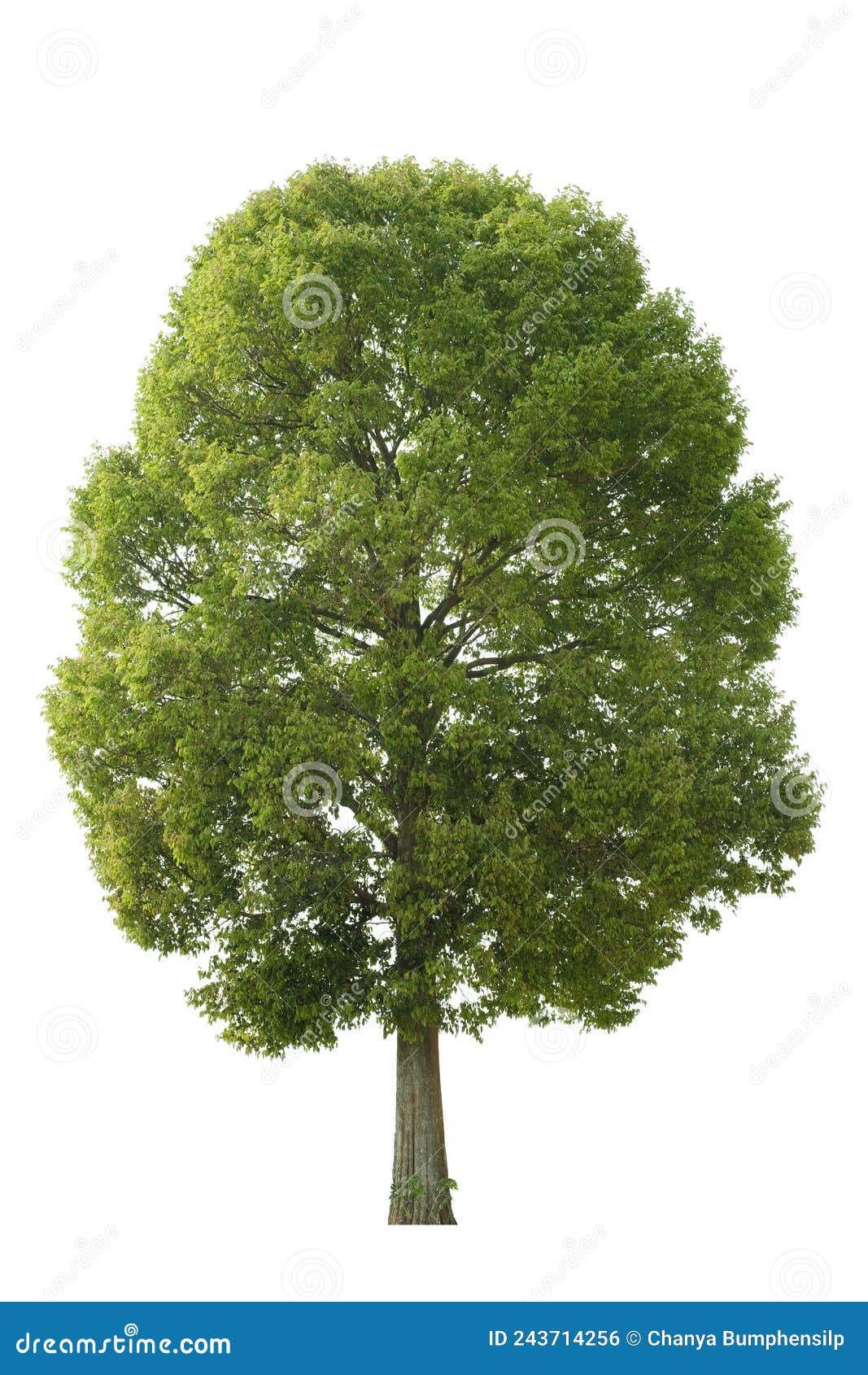 Tree Side View Isolated on White Background for Landscape Stock Photo ...