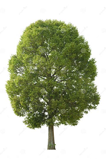 Tree Side View Isolated on White Background for Landscape Stock Photo ...