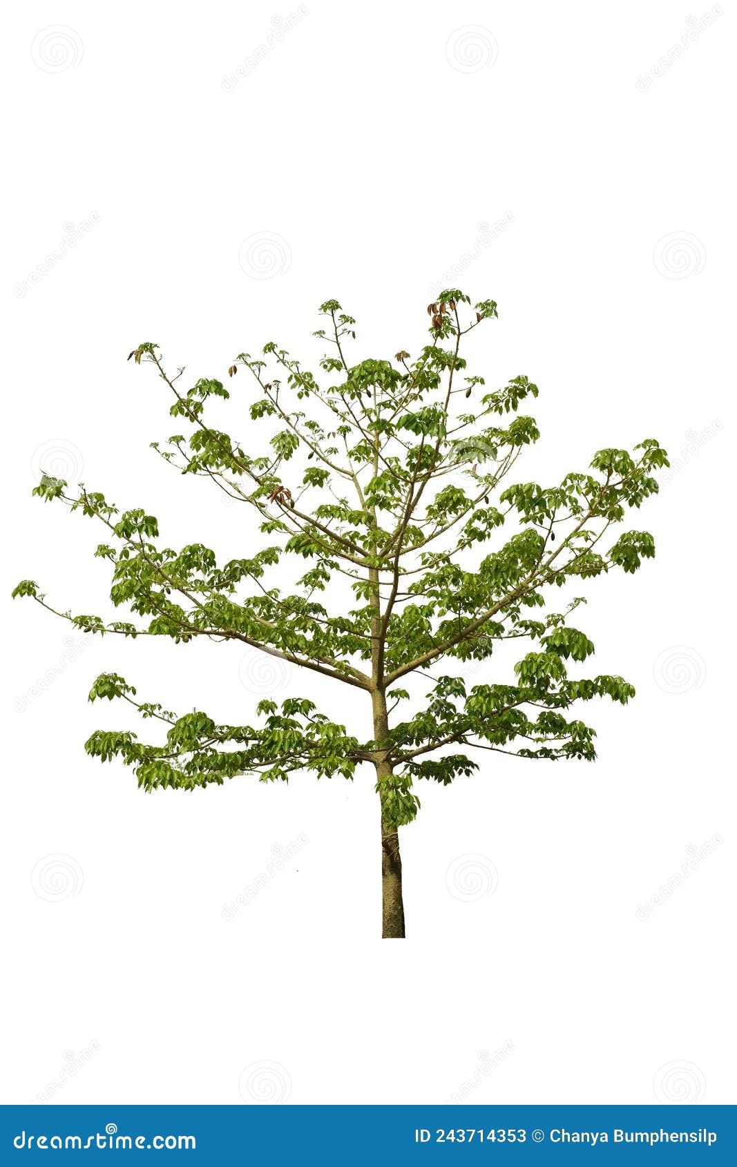 Tree Side View Isolated on White Background for Landscape Stock Image ...