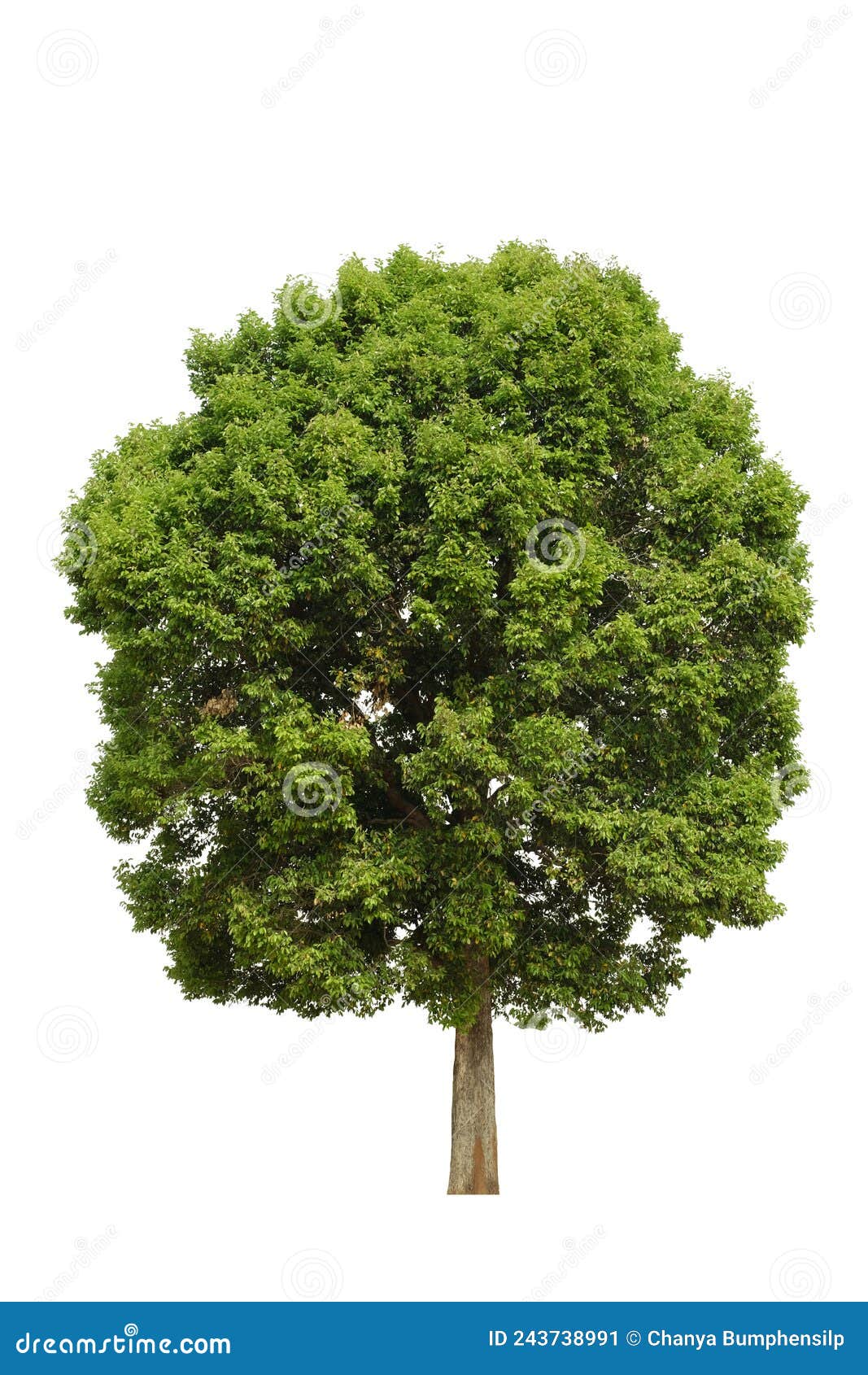 Tree Side View Isolated on White Background for Landscape Stock Image ...
