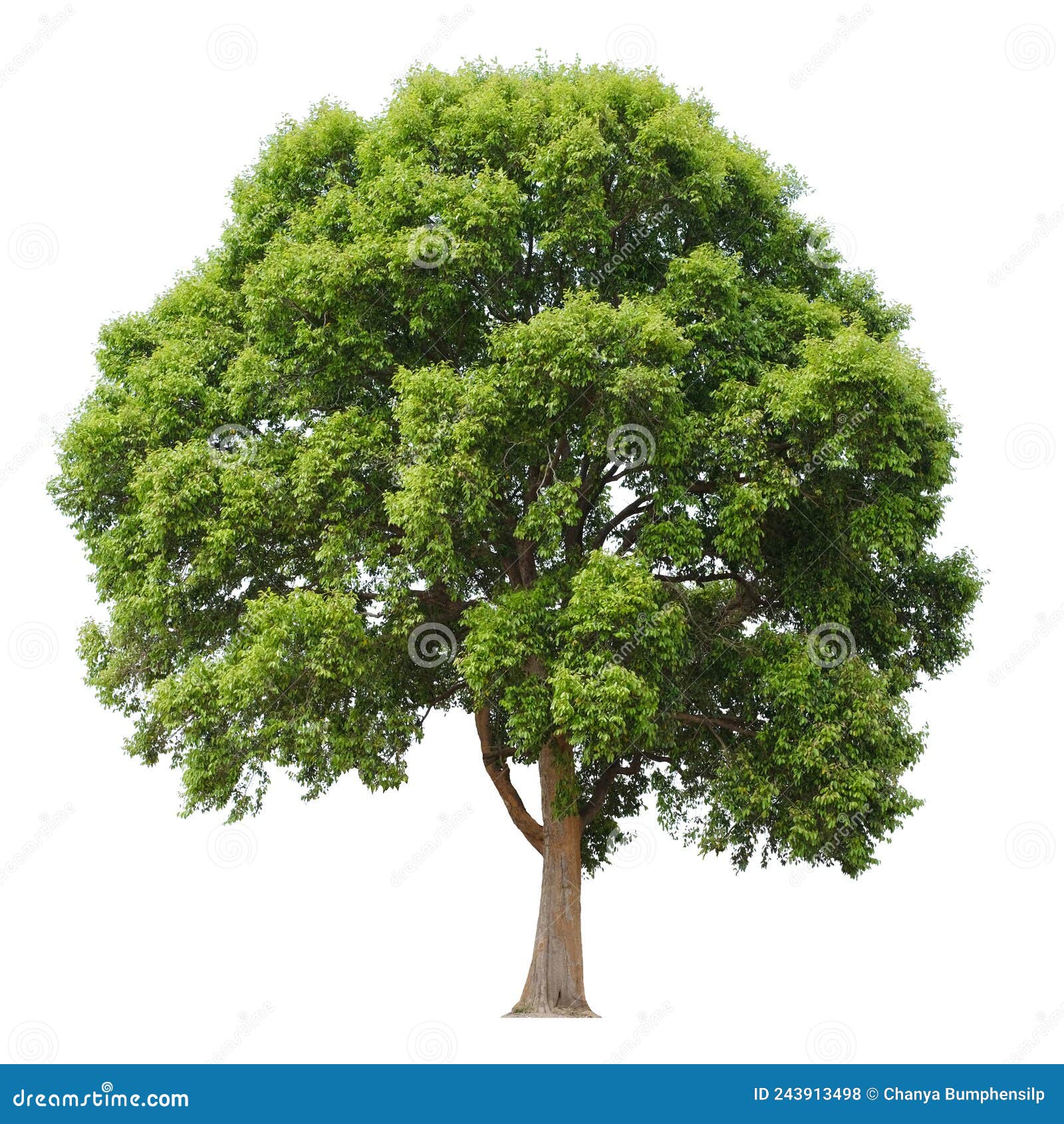 Tree Side View Isolated on White Background for Landscape Stock Photo ...