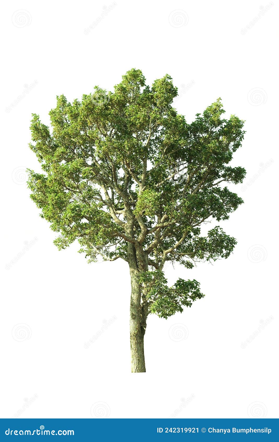 Green Tree Side View Isolated Stock Image - Image of mountain, garden ...