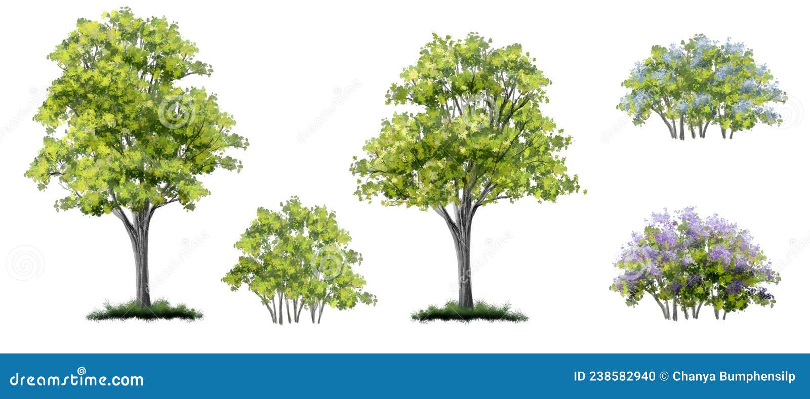 Tree Side View For Landscape And Architecture Drawing, Elements For ...