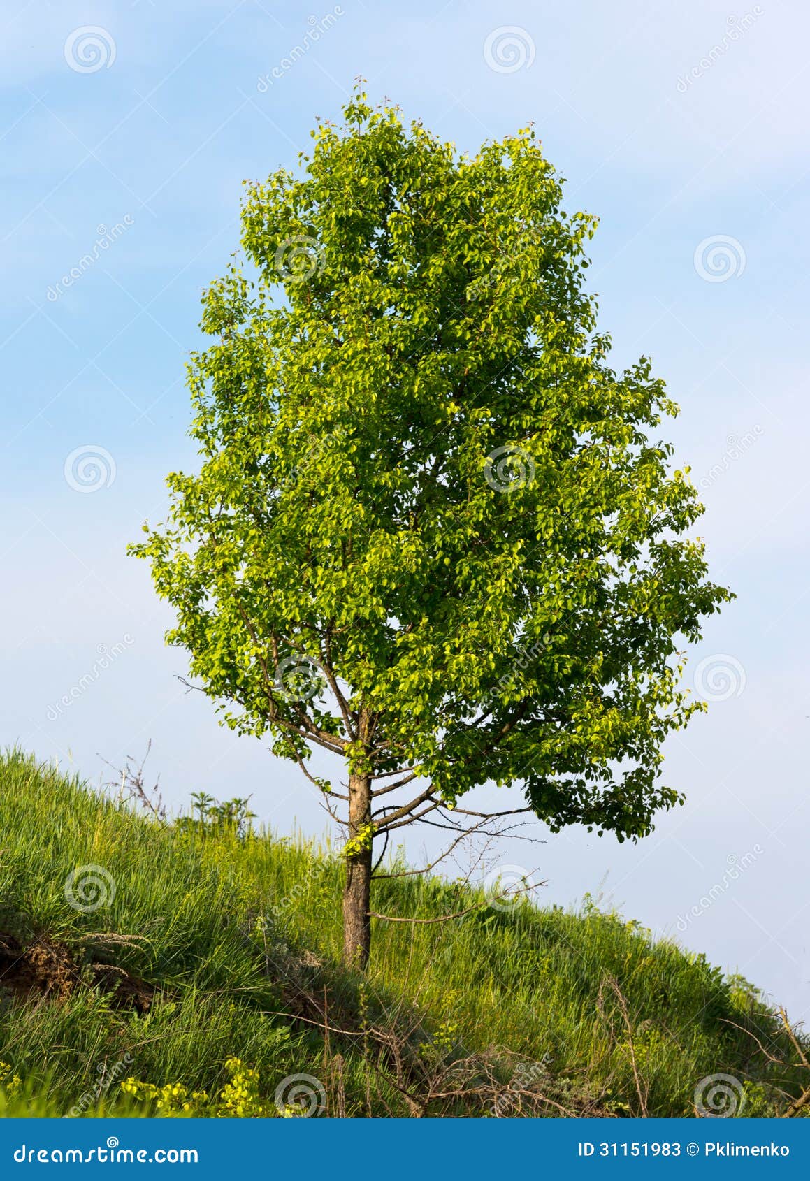 Green tree stock image. Image of floral, sunny, clouds - 31151983