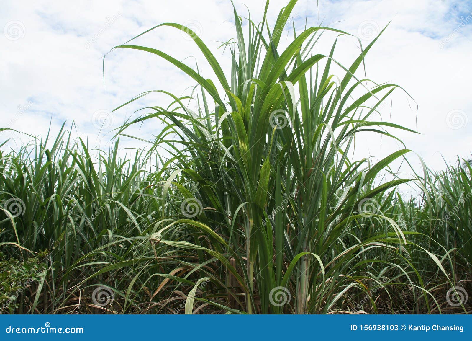 Green Tree, Slender, Small Tree Stock Image - Image of name, tree ...